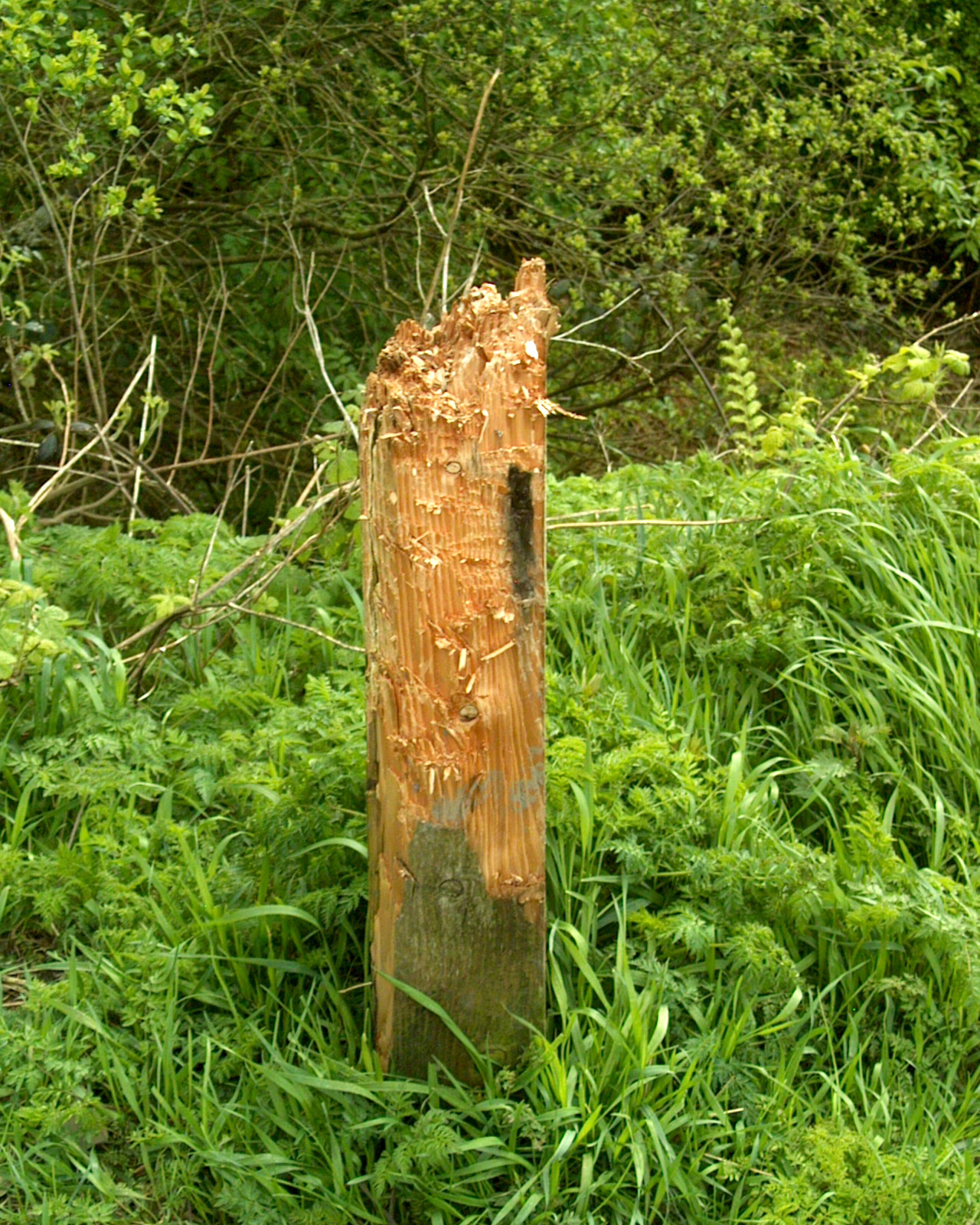 Pentax EI-2000 2MP Vintage Digital Camera Review - Pentax User