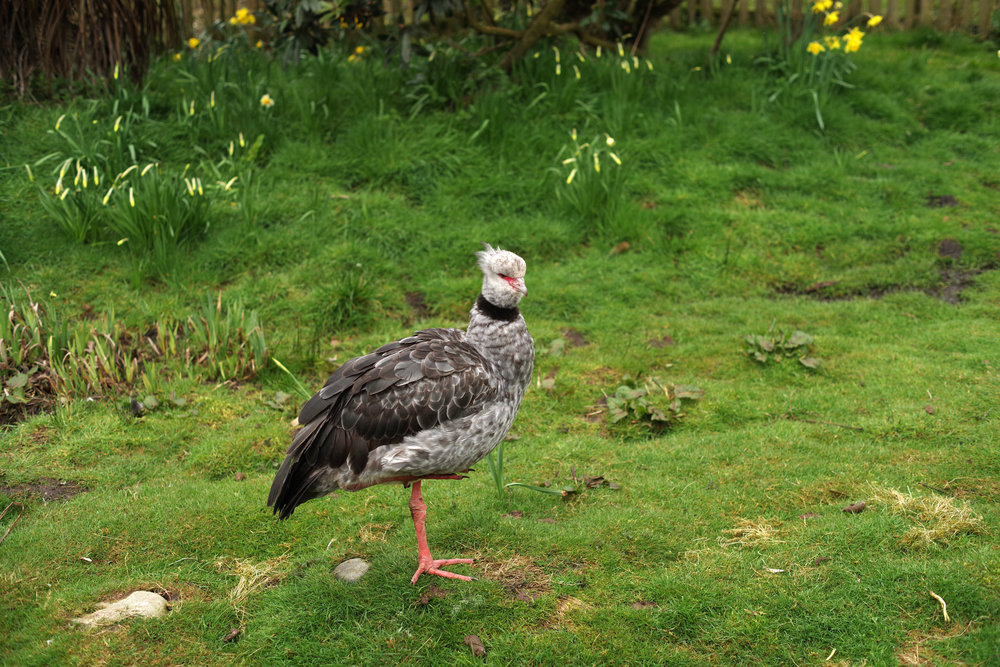 Asahi Super-Takumar 50mm f/1.4 Review - Pentax User